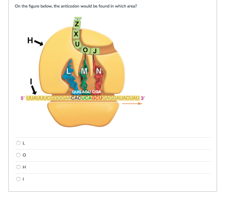 Solved On the figure below, the anticodon would be found in | Chegg.com