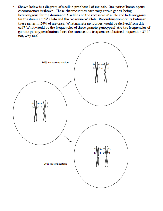 Solved ' Shown below is a diagram of a cell in prophase I | Chegg.com