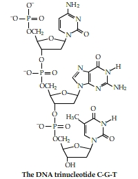Solved Draw the structure of a DNA nucleotide represented by | Chegg.com