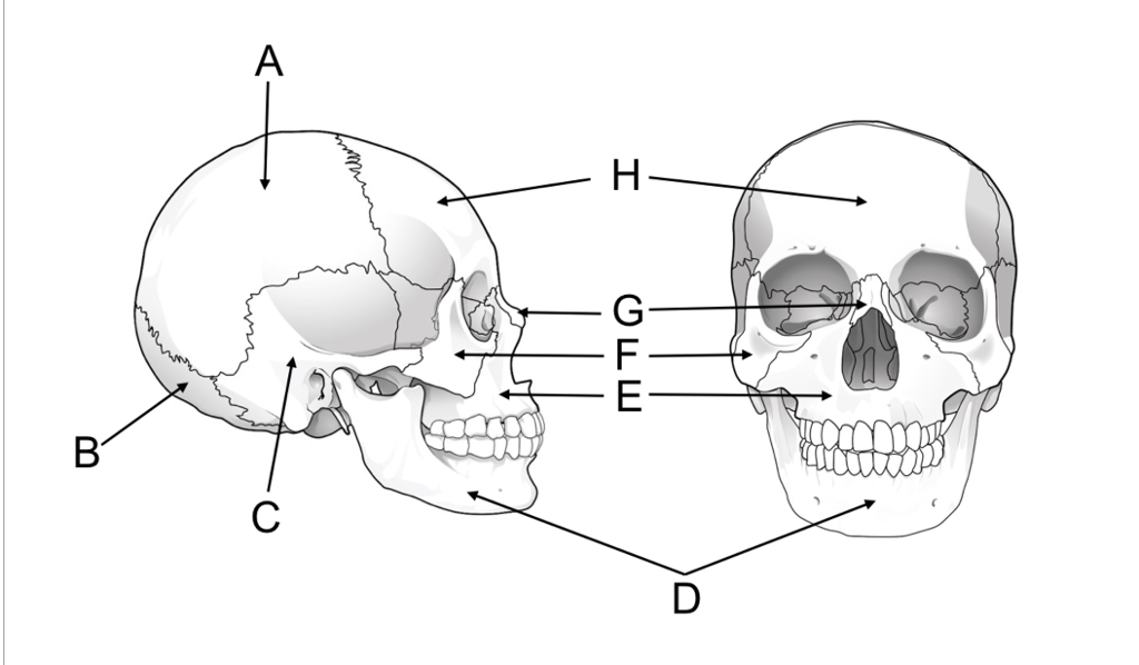 Solved GFE | Chegg.com