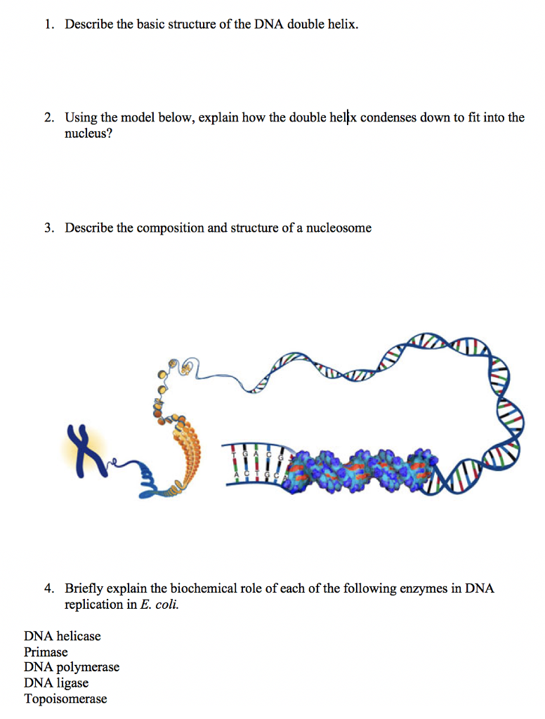Solved 1. Describe the basic structure of the DNA double | Chegg.com