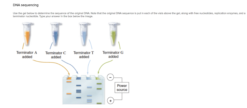 Solved DNA sequencing Use the gel below to determine the | Chegg.com