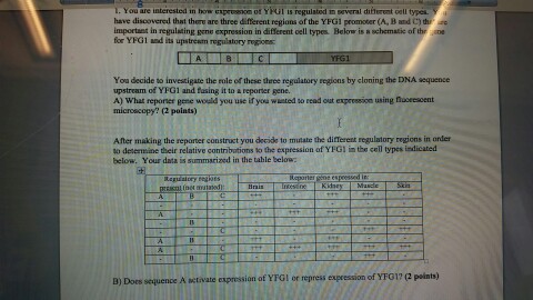 Solved You are interested in how expression of YFGI is | Chegg.com