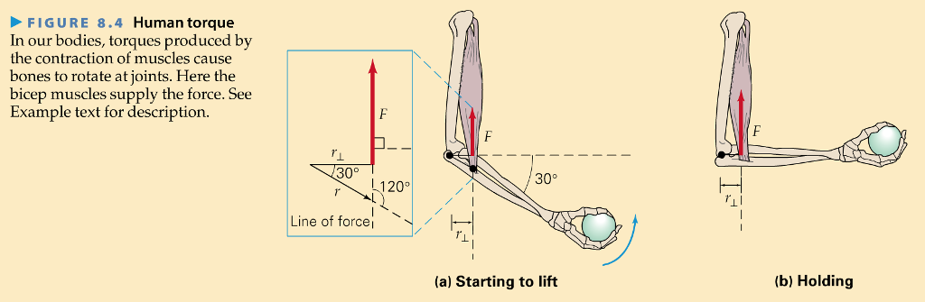 Solved In the human body torques produced by the contraction | Chegg.com