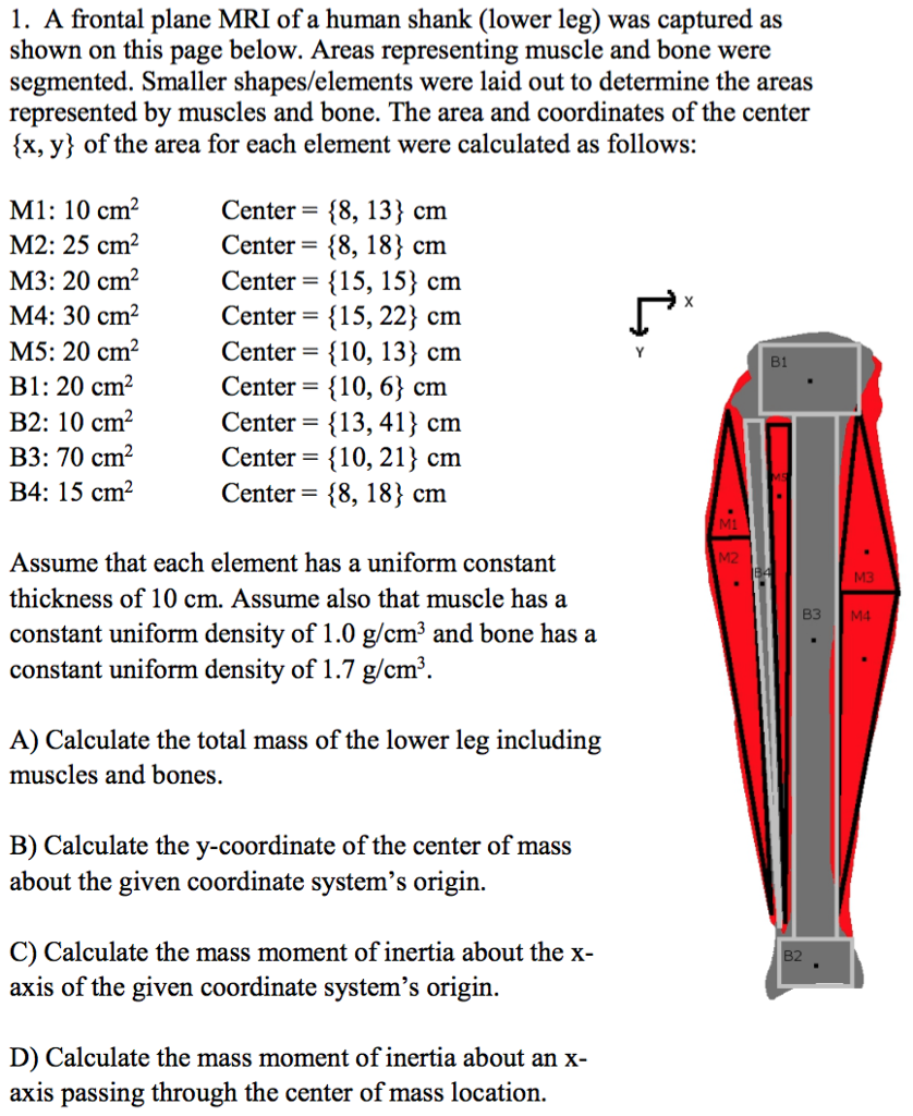 Solved A frontal plane MRI of a human shank (lower leg) was | Chegg.com
