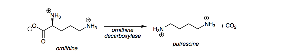 Solved 2) Ornithine Decarboxylase. The pyridoxal | Chegg.com
