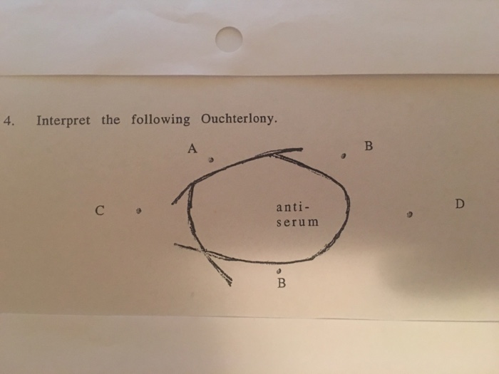 Solved Interpret the following Ouchterlony. | Chegg.com