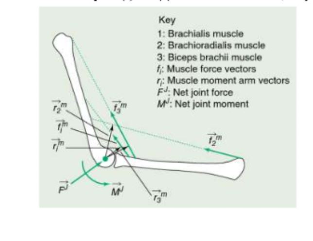 The upper arm is depicted in the figure with the arm | Chegg.com