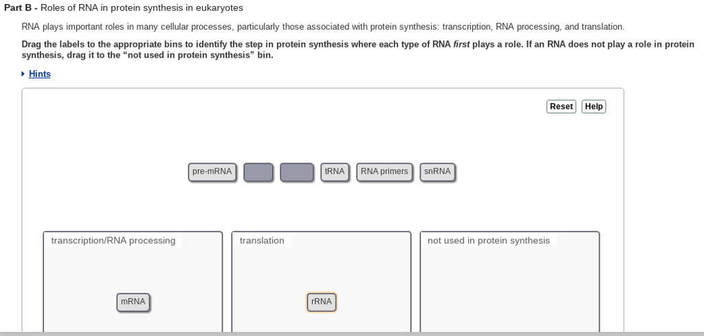 Solved RNA plays important roles in many cellular processes, | Chegg.com