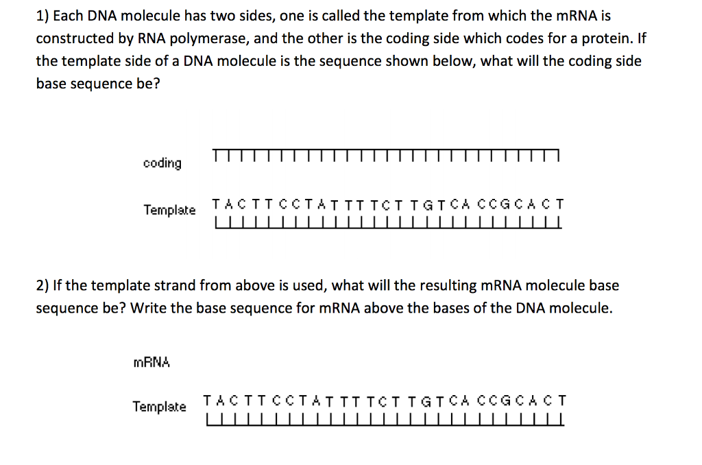 Solved If A Mutation Occurred To The Fourth Base In The
