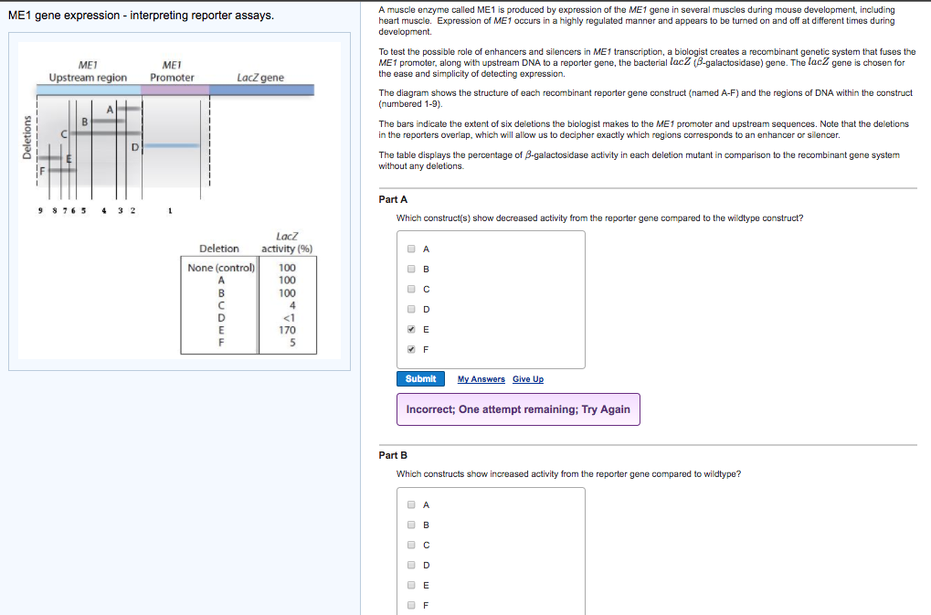 Solved A muscle enzyme called ME1 is produced by expression | Chegg.com
