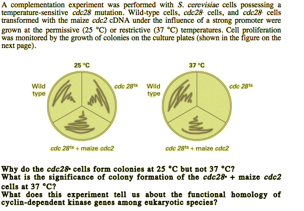 Solved A complementation experiment was performed with S. | Chegg.com