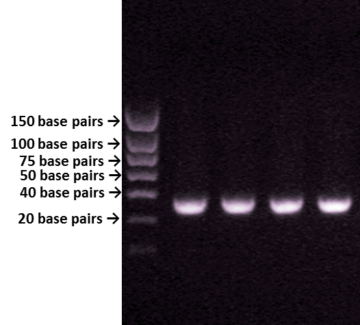 Solved Within the image what is the approximate size (number | Chegg.com