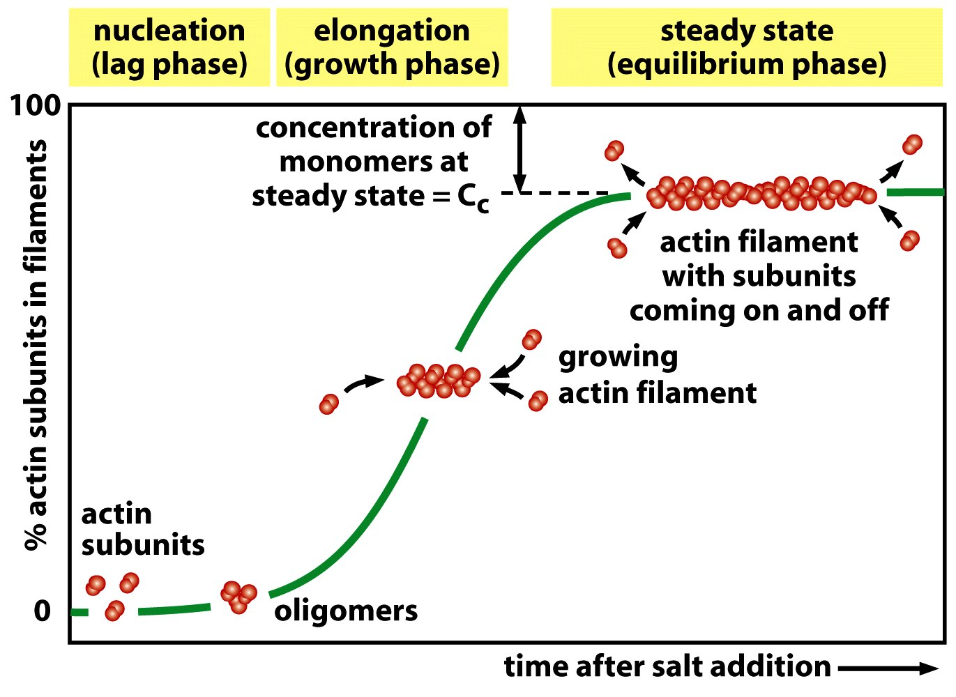 Solved Below shows the growth of actin filaments. How would | Chegg.com