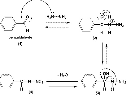 Solved Mechanism of the hydrazine addition to benzaldehyde | Chegg.com