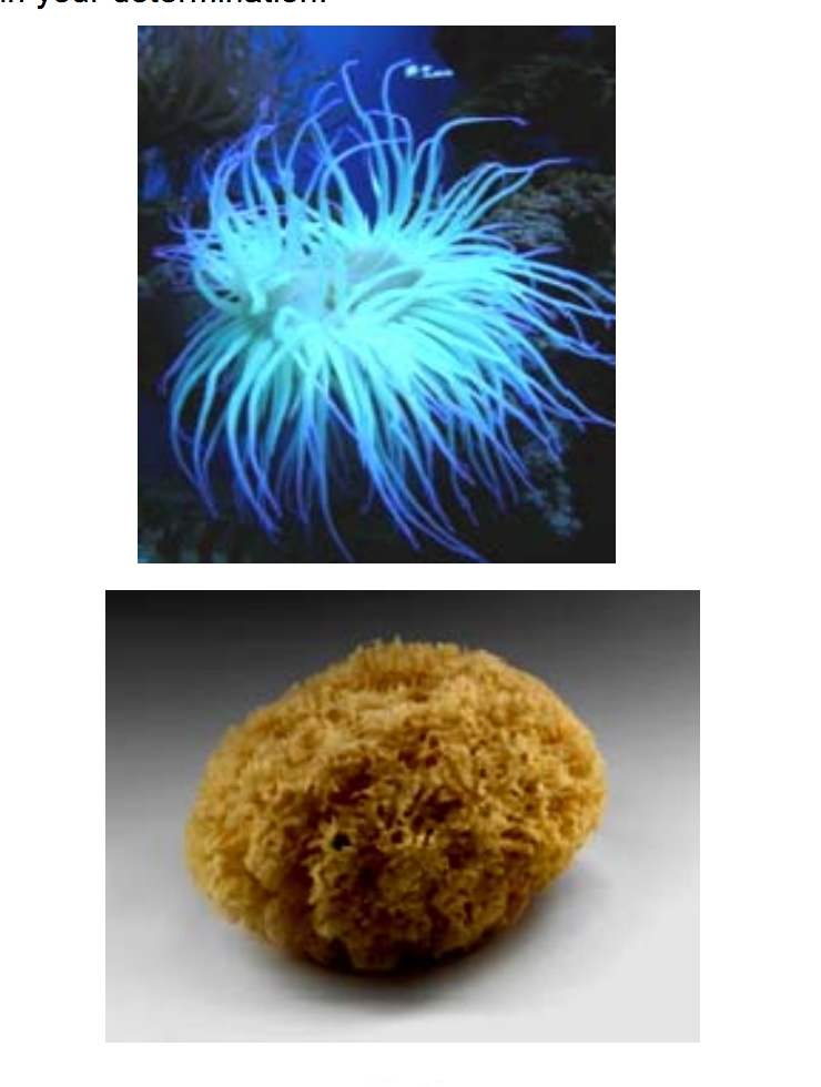 Solved Identify which phylum each of the following organisms | Chegg.com
