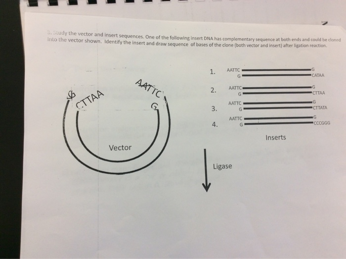Solved Study the vector and insert sequences. One of the | Chegg.com