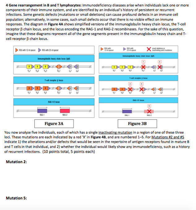 4 Gene rearrangement in B and T lymphocytes: | Chegg.com