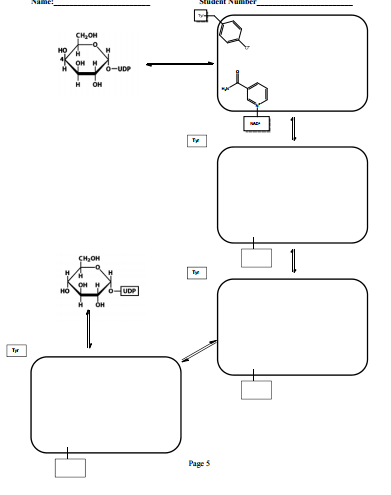 Solved One important feeder pathway of glycolysis is the | Chegg.com