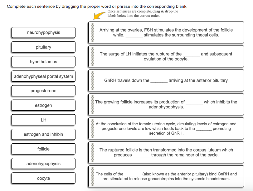 Solved Complete each sentence by dragging the proper word | Chegg.com
