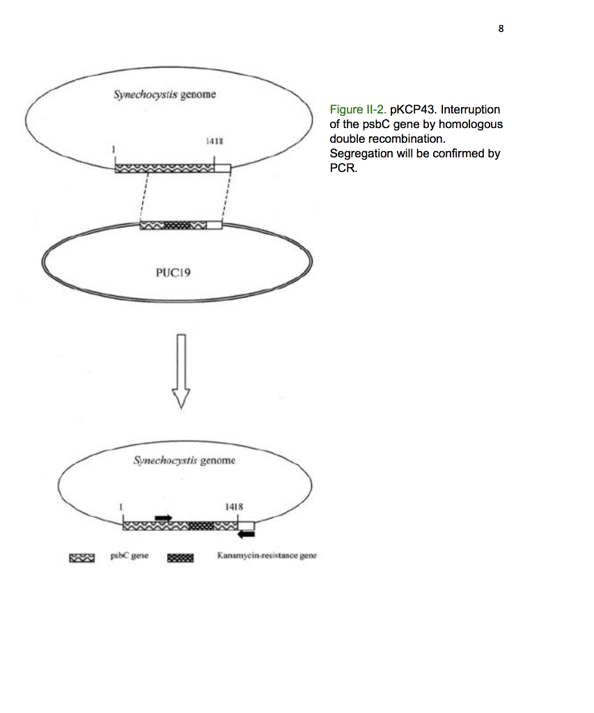 Solved used to transform the mutant psbC- strain to revert | Chegg.com