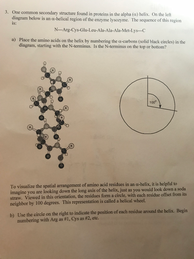 Solved 3. One common secondary structure found in proteins | Chegg.com