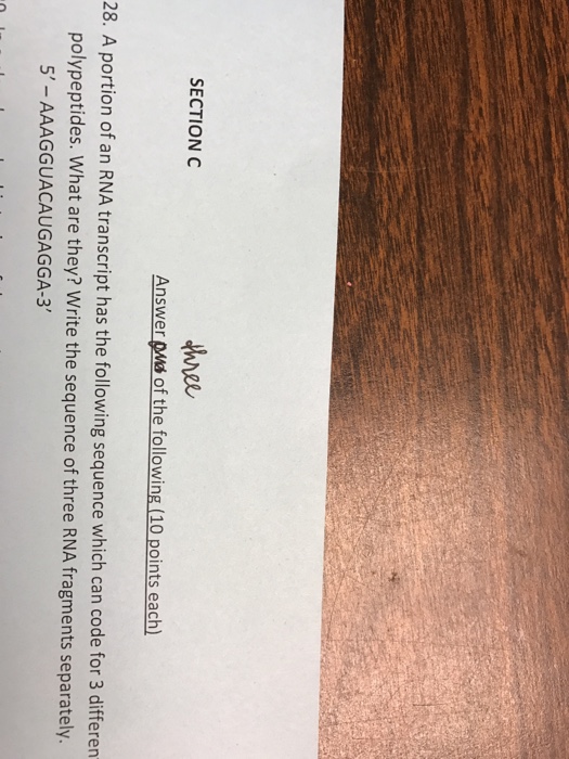 Solved A portion of an RNA transcript has the following | Chegg.com