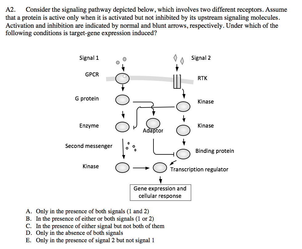Solved A2. Consider the signaling pathway depicted below, | Chegg.com