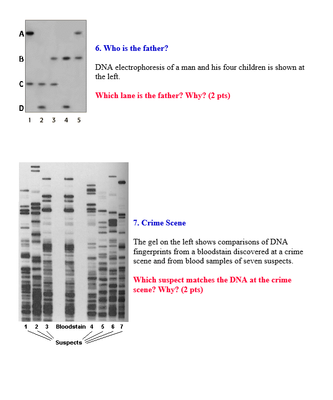 Solved 6. Who is the father? DNA electrophoresis of a man | Chegg.com