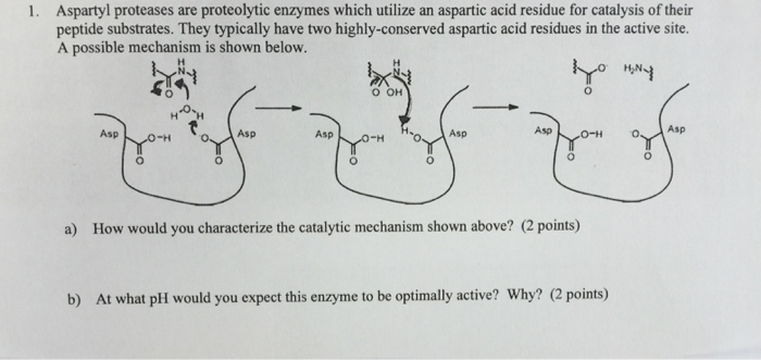 Solved Aspartyl proteases are proteolytic enzymes which | Chegg.com