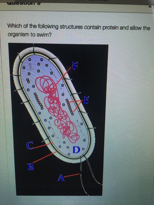 Solved Which of the following structures contain protein and | Chegg.com