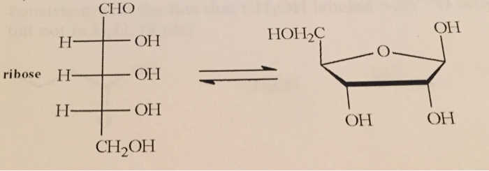 Solved Rna Has Ribose In A 5 Members Ring Form The Cyclist