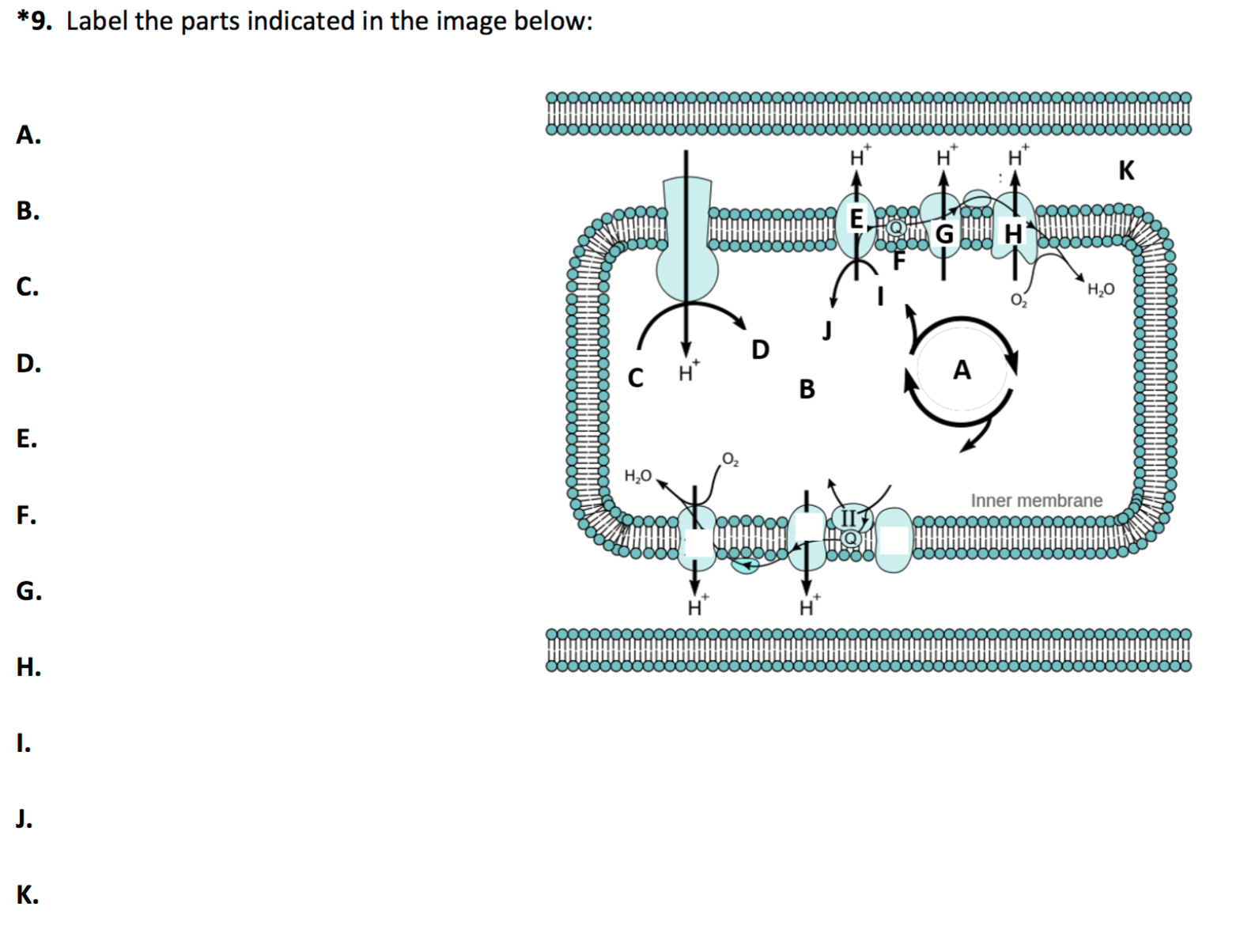 Solved Label the parts indicated in the image below: (topic: | Chegg.com