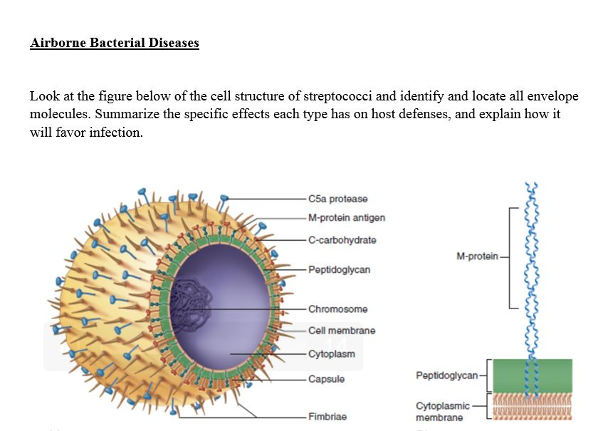 Streptococcus Cell Diagram