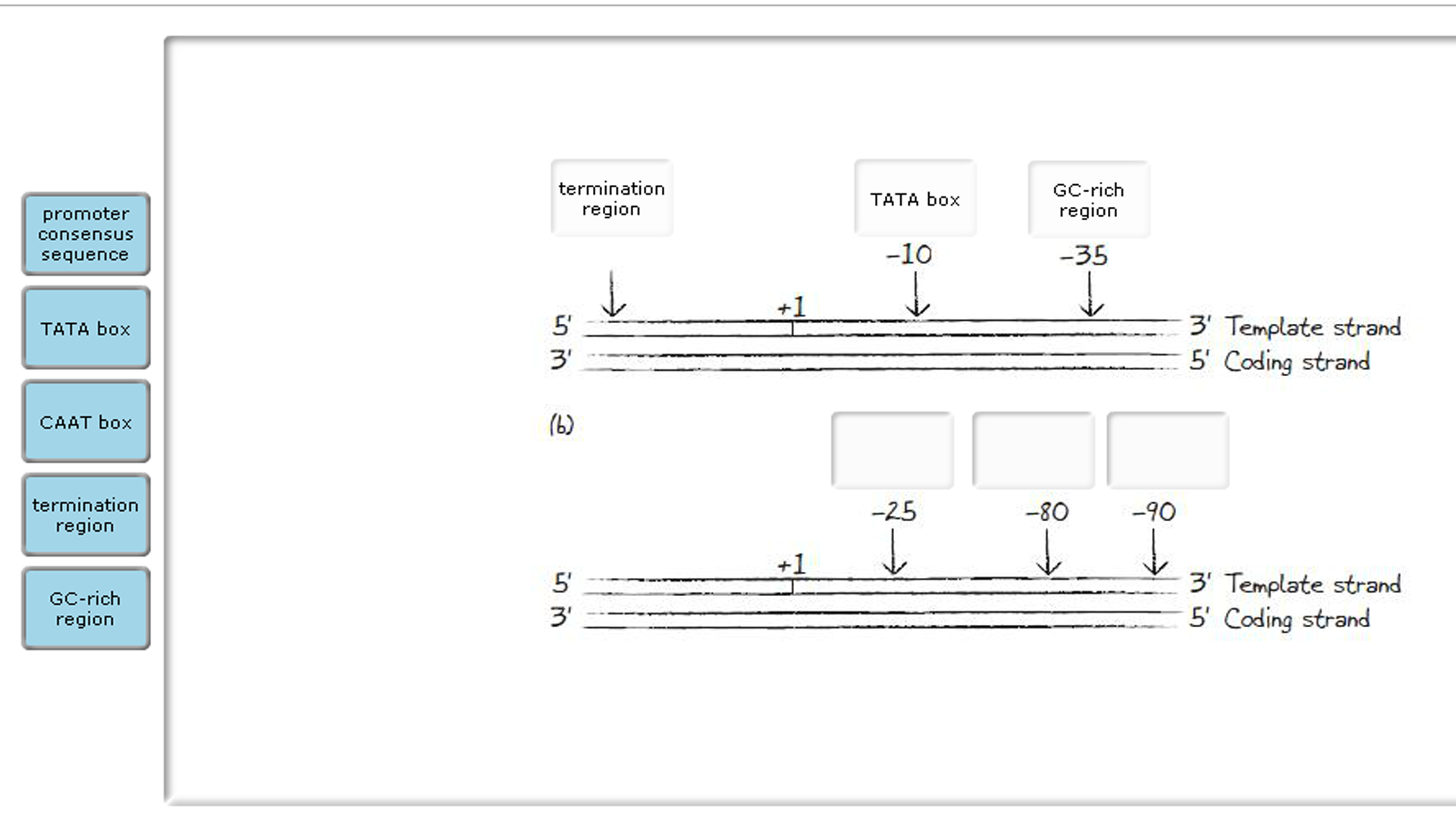 Solved The diagram below shows a DNA duplex. The template | Chegg.com