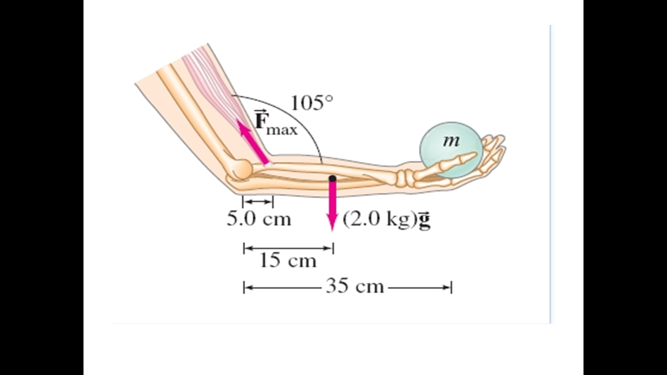 The maximum mass m that a person can hold in a hand | Chegg.com