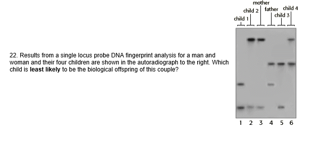 Solved mother child 2 father child 4 child 1 child 3 22. | Chegg.com
