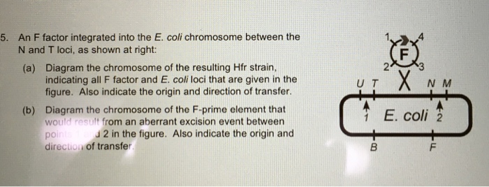Solved An F factor integrated into the E. coli chromosome | Chegg.com