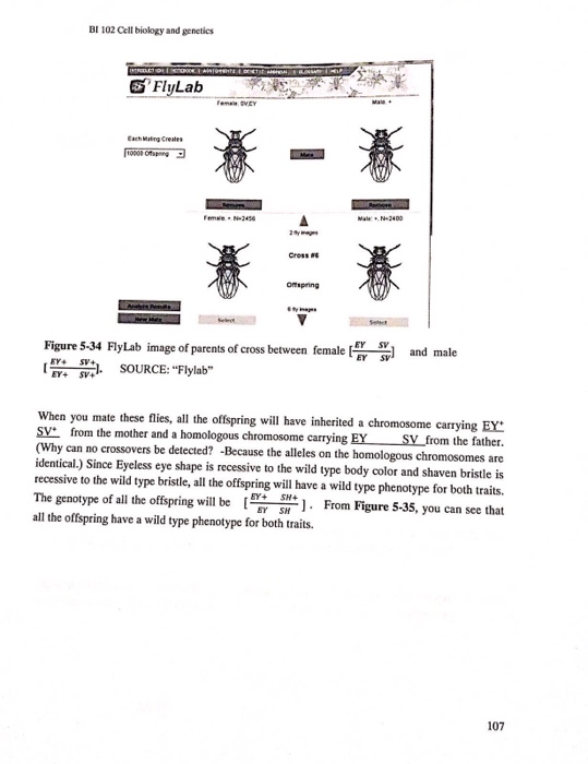 Solved BI 102 Cell biology and genetics 'FlyLab Each Watng | Chegg.com