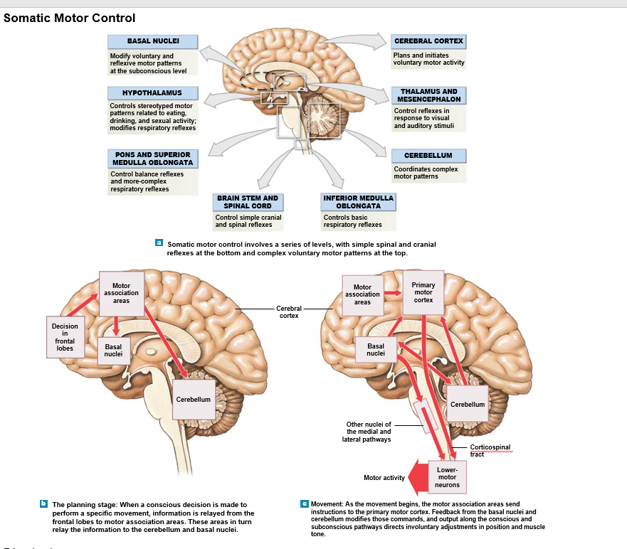 Solved Sensory and somatic-motor pathways 1. Analyze the | Chegg.com