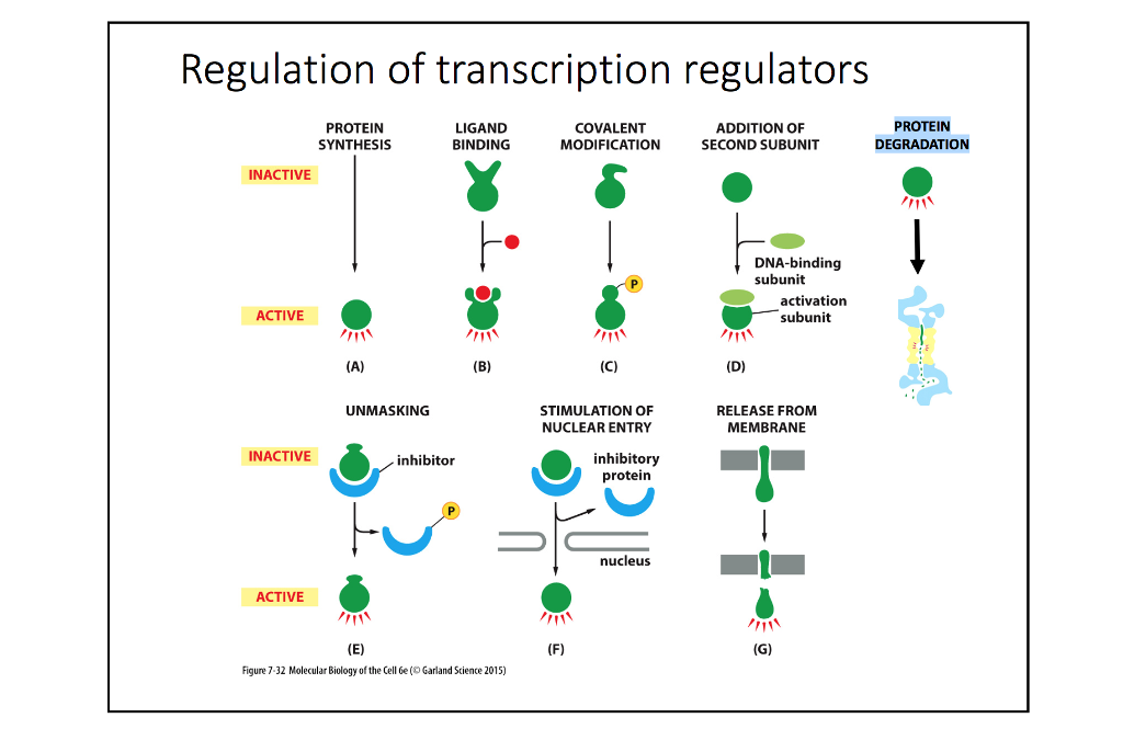 Solved ADVANCED CELL BIOLOGY 3100 COURSE: Answer using | Chegg.com