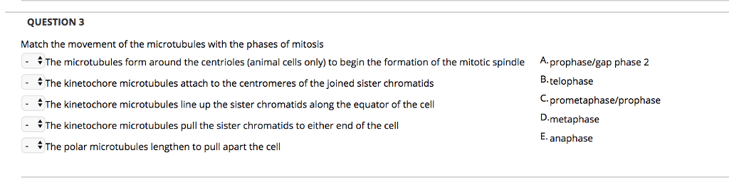 Solved QUESTION3 Match the movement of the microtubules with | Chegg.com