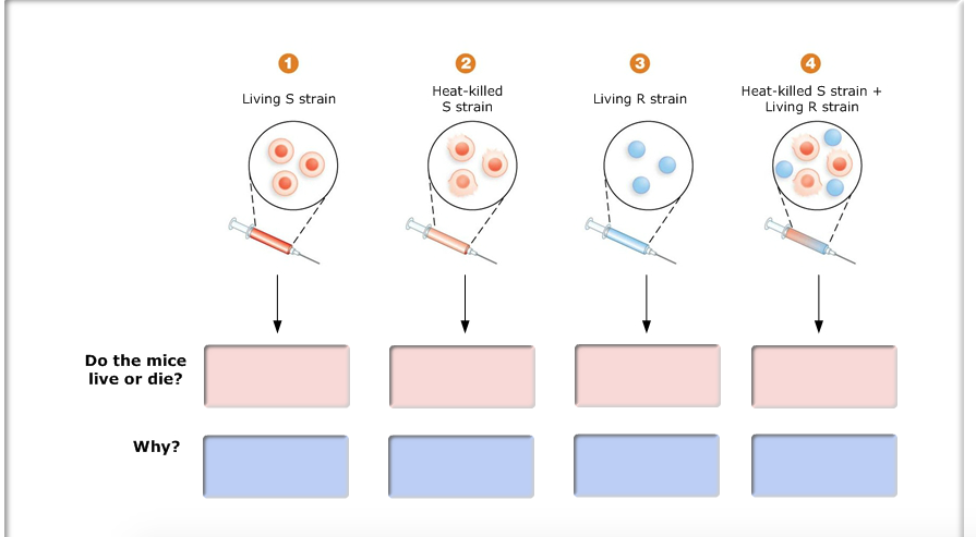 Solved The virulent form of the bacteria S. pneumoniae is | Chegg.com