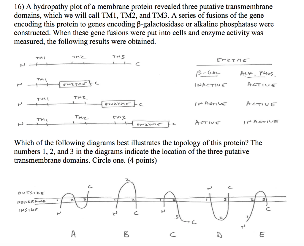 Solved A hydropathy plot of a membrane protein revealed | Chegg.com
