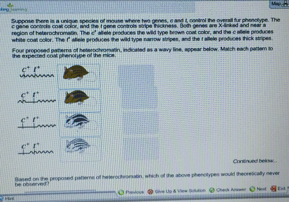 Solved Suppose there is a unique species of mouse where two | Chegg.com
