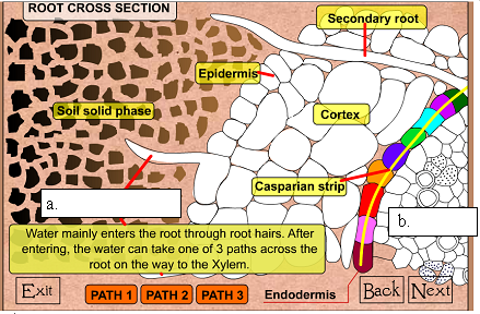 Solved ROOT CROSS SECTION Secondary root Epidermis Soll | Chegg.com