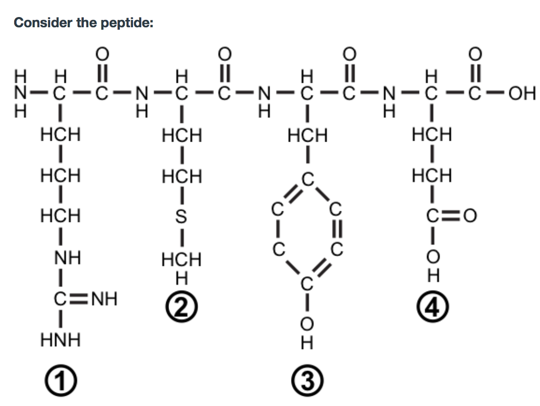 Solved What is the primary sequence of the peptide above? | Chegg.com