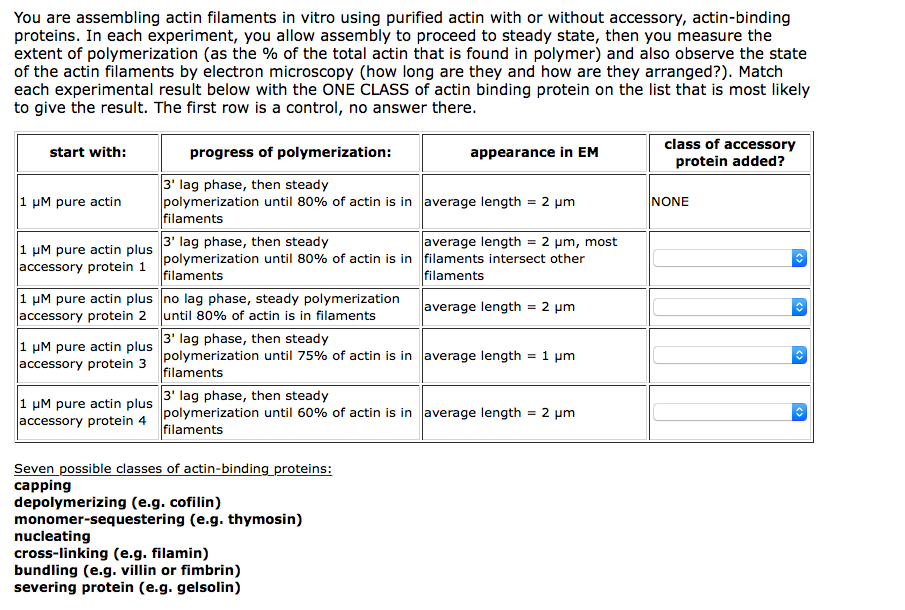 Solved You Are Assembling Actin Filaments In Vitro Using