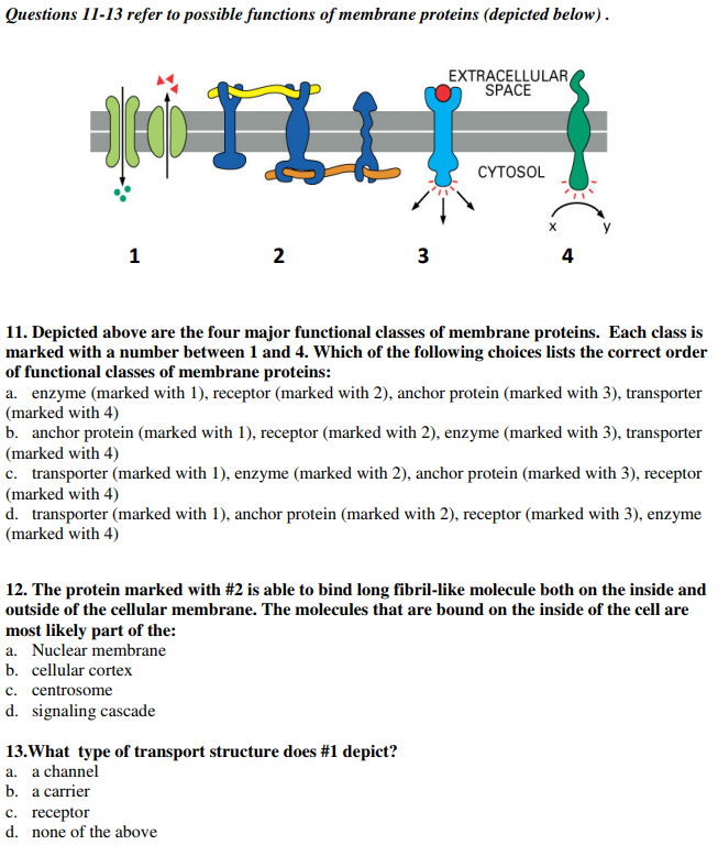 Solved Questions 11-13 refer to possible functions of | Chegg.com