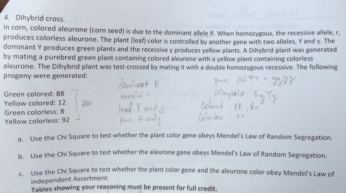 Solved In corn, colored aleurone (corn seed) is due to the | Chegg.com